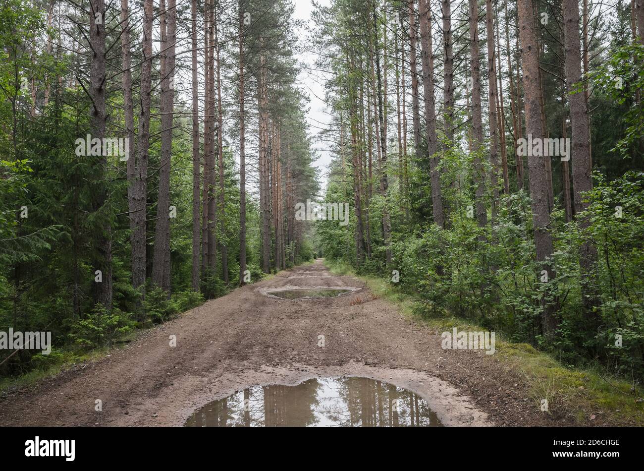 Dirty rural road perspective with large puddles, countryside ...