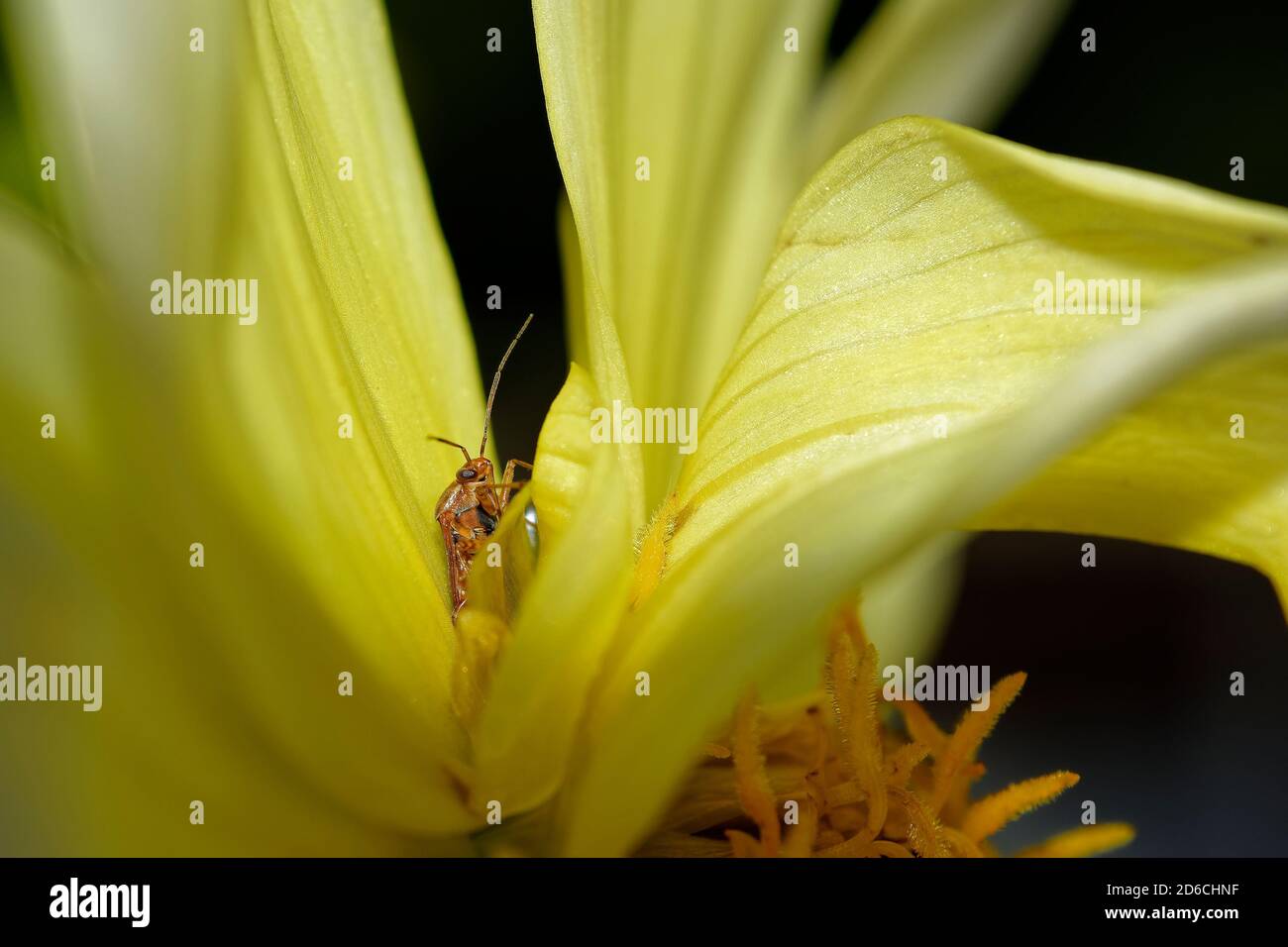 Yellow flower and small bug hidden inside, close-up photo of insect ...