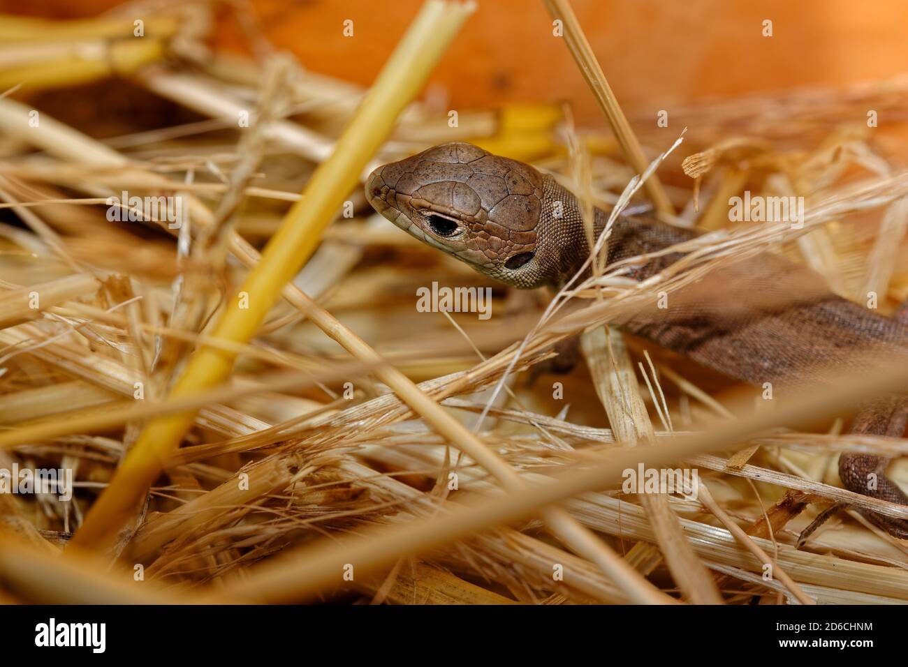 Cute brown lizard hiding between straws, close-up photo of a lizard ...