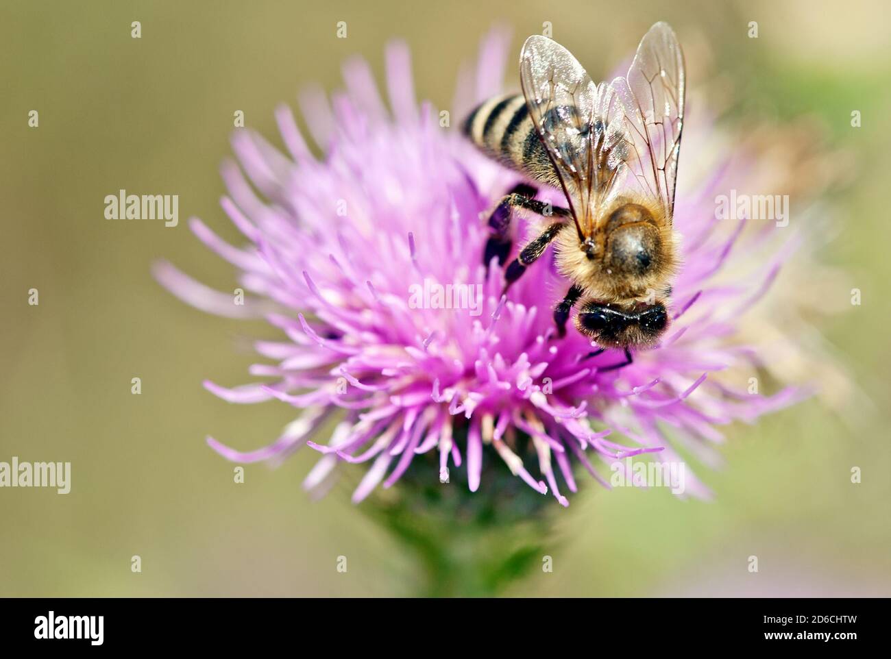 Macro photo of a bee polinating the thistle flower Stock Photo - Alamy