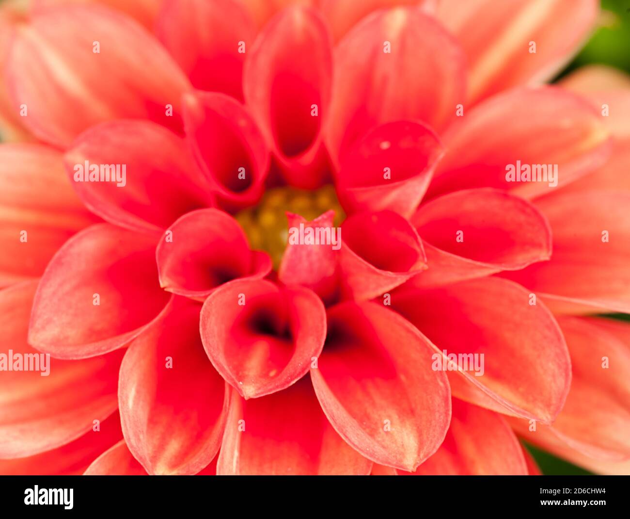 Georgina flower hi-res stock photography and images - Alamy