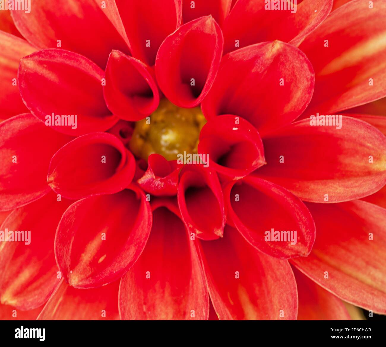 Georgina flower hi-res stock photography and images - Alamy