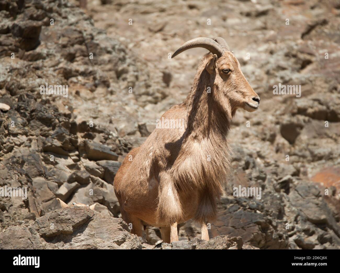 Adult barbary sheep (Ammotragus lervia) on a rock Stock Photo - Alamy