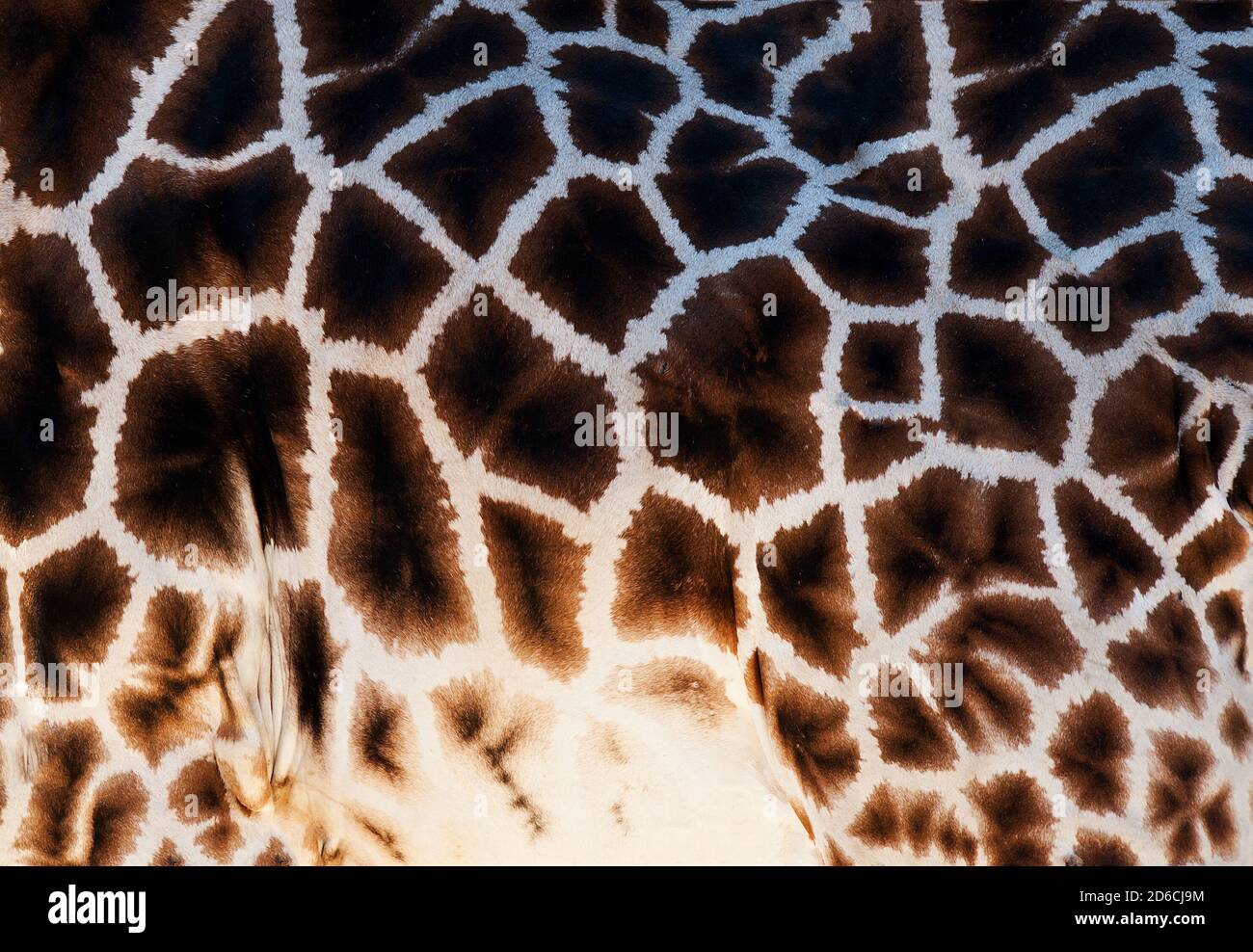 Giraffe pelt hi-res stock photography and images - Alamy