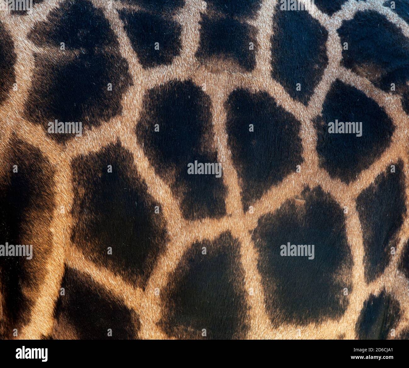 Detail giraffe skin texture hi-res stock photography and images - Alamy