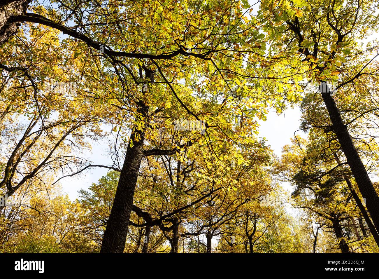 Oak tree grove hi-res stock photography and images - Alamy