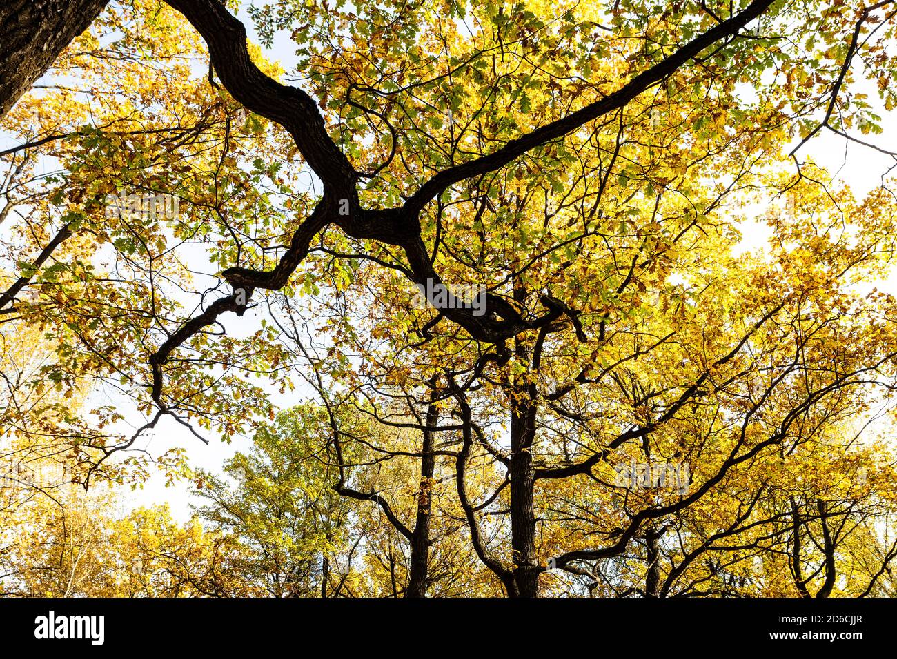Oak tree grove hi-res stock photography and images - Alamy