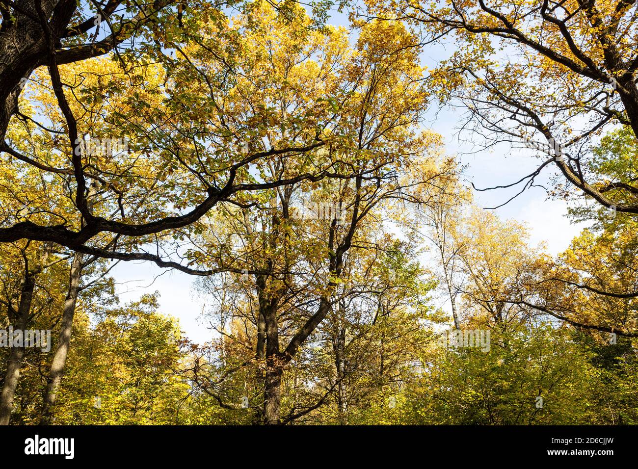 Oak tree grove hi-res stock photography and images - Alamy