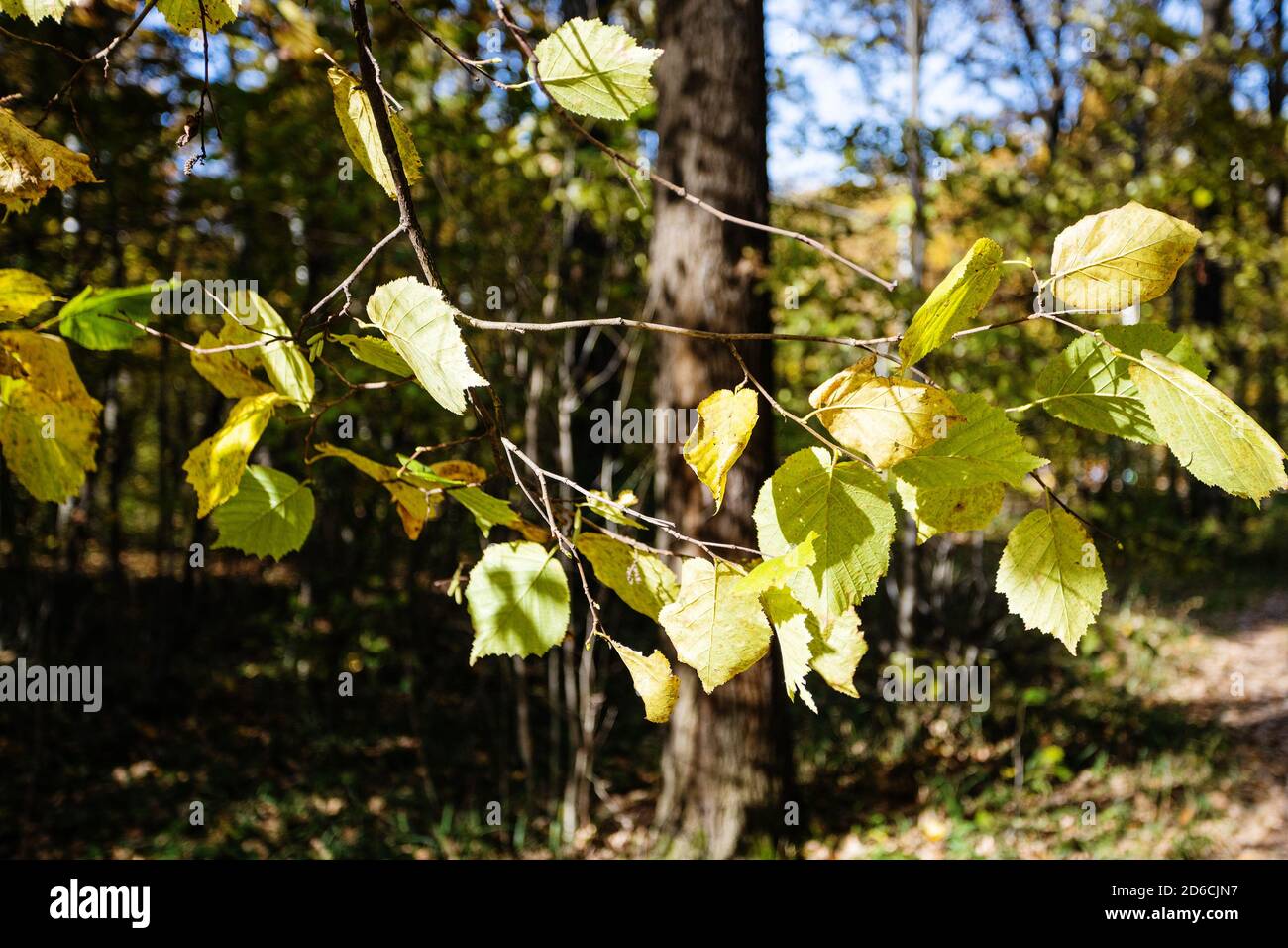 Hawthorn tree fall foliage hi-res stock photography and images - Alamy