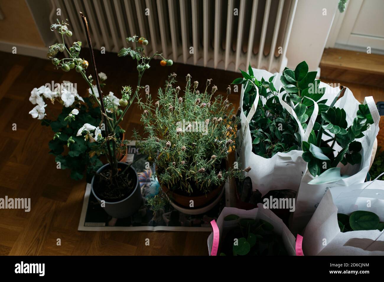 Potted plants in paper bags Stock Photo - Alamy