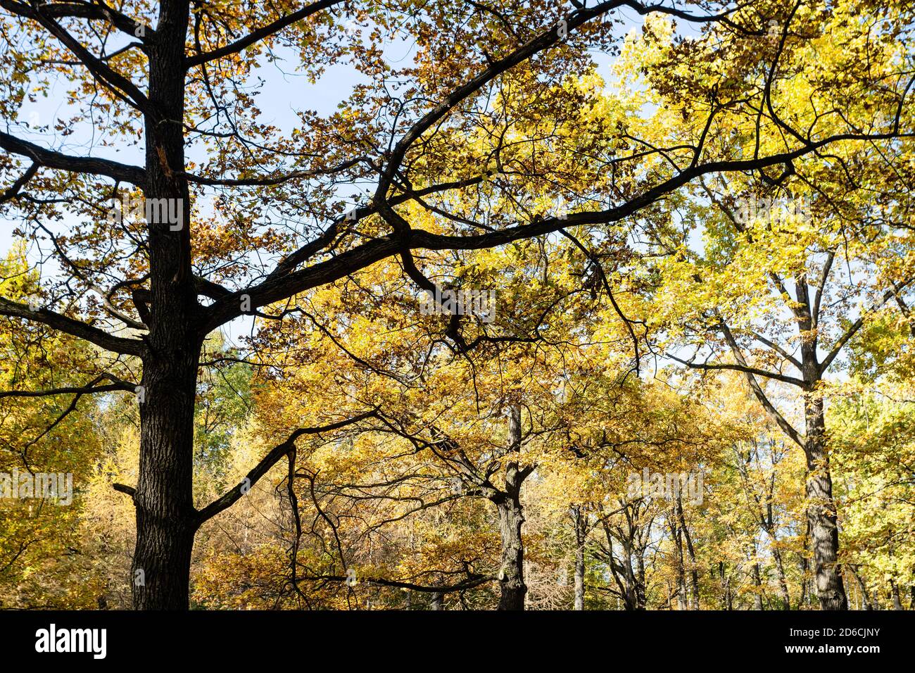 Oak tree grove hi-res stock photography and images - Alamy