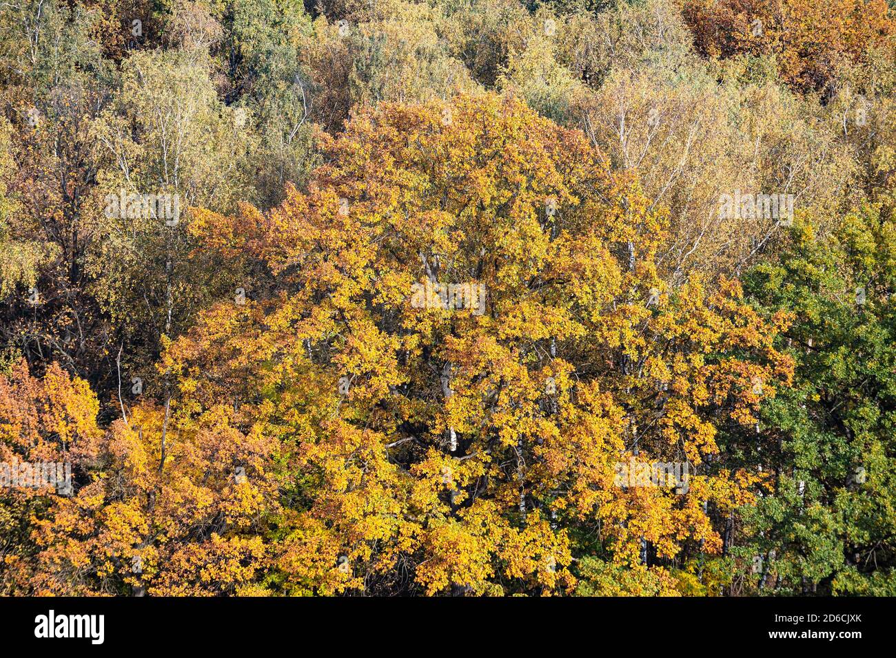 Aerial view oak tree hi-res stock photography and images - Alamy
