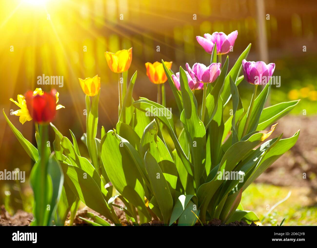 Warm beautiful sun rays are shining at tulip flowers Stock Photo - Alamy