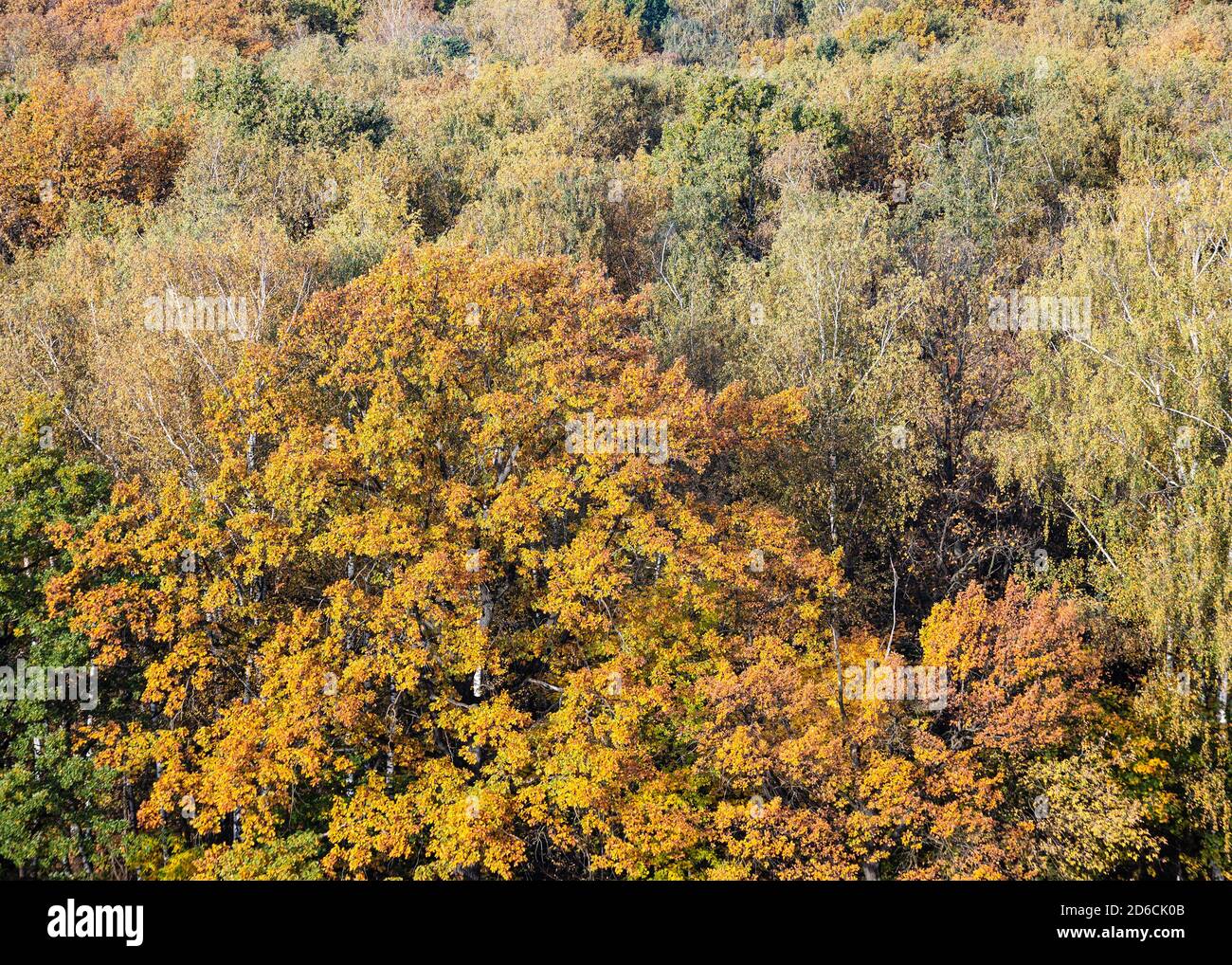 Deciduous Forest Oak Tree