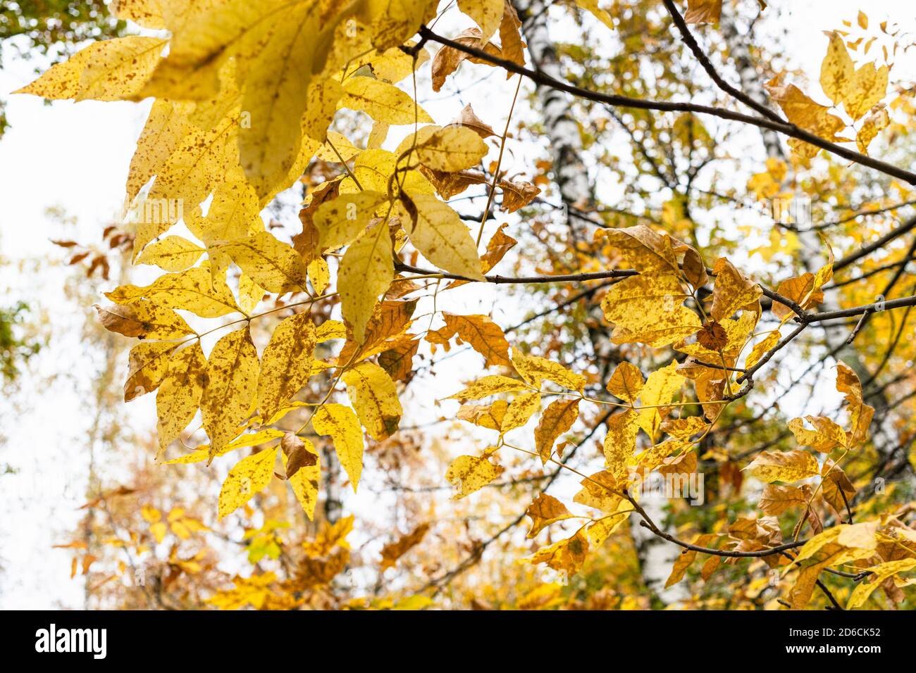Yellow ash tree hi-res stock photography and images - Alamy