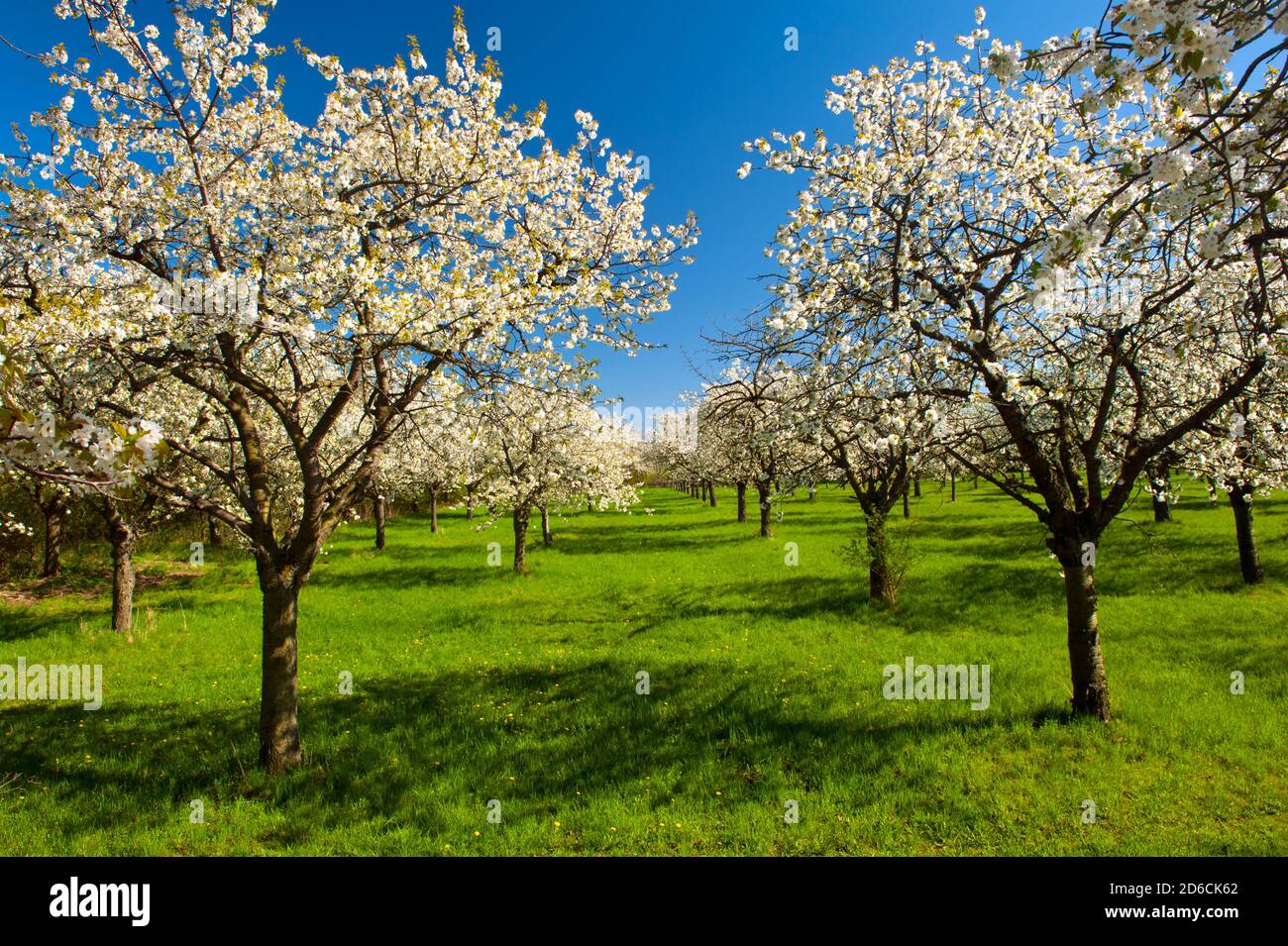 Apple Orchard in the middle of the spring season. Panoramic photo Stock ...