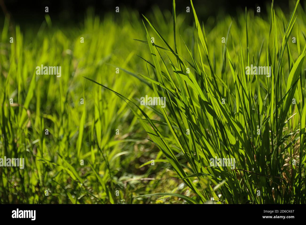 Bunch of grass hi-res stock photography and images - Alamy