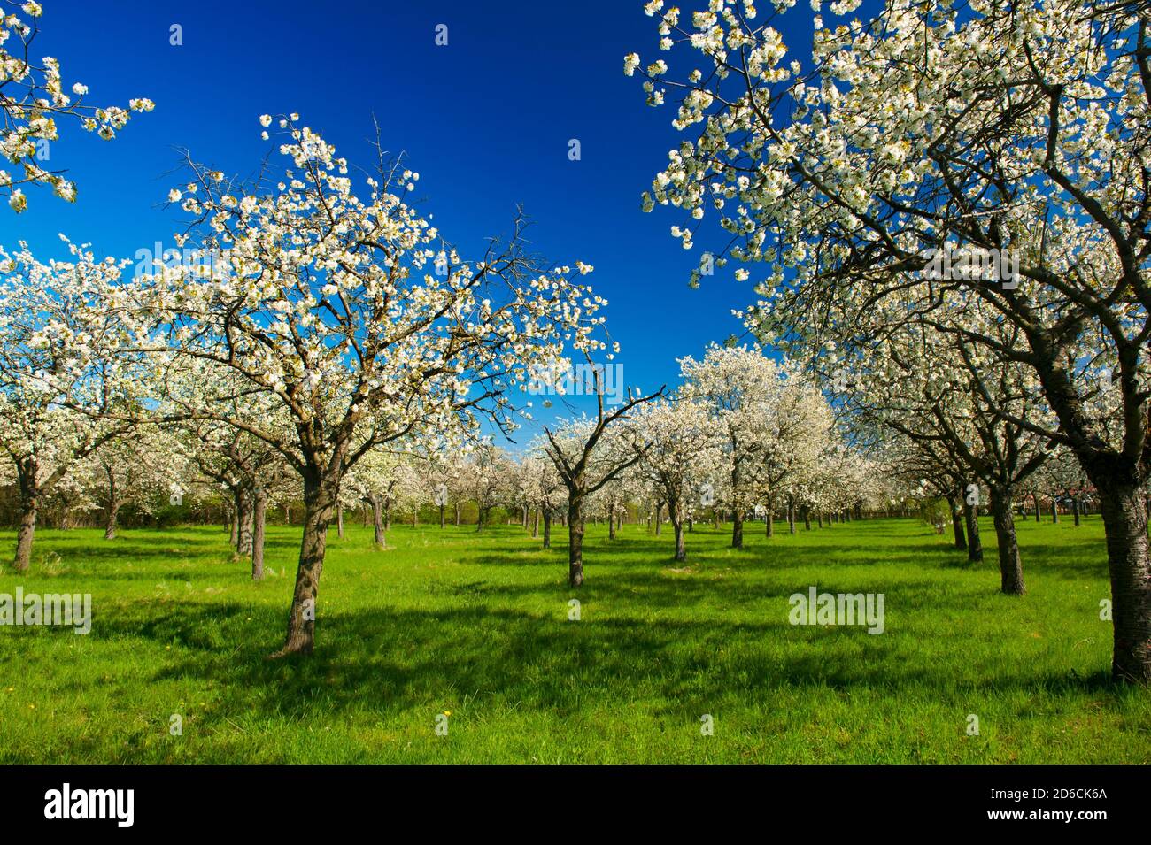 Apple Orchard in the middle of the spring season. Panoramic photo Stock ...