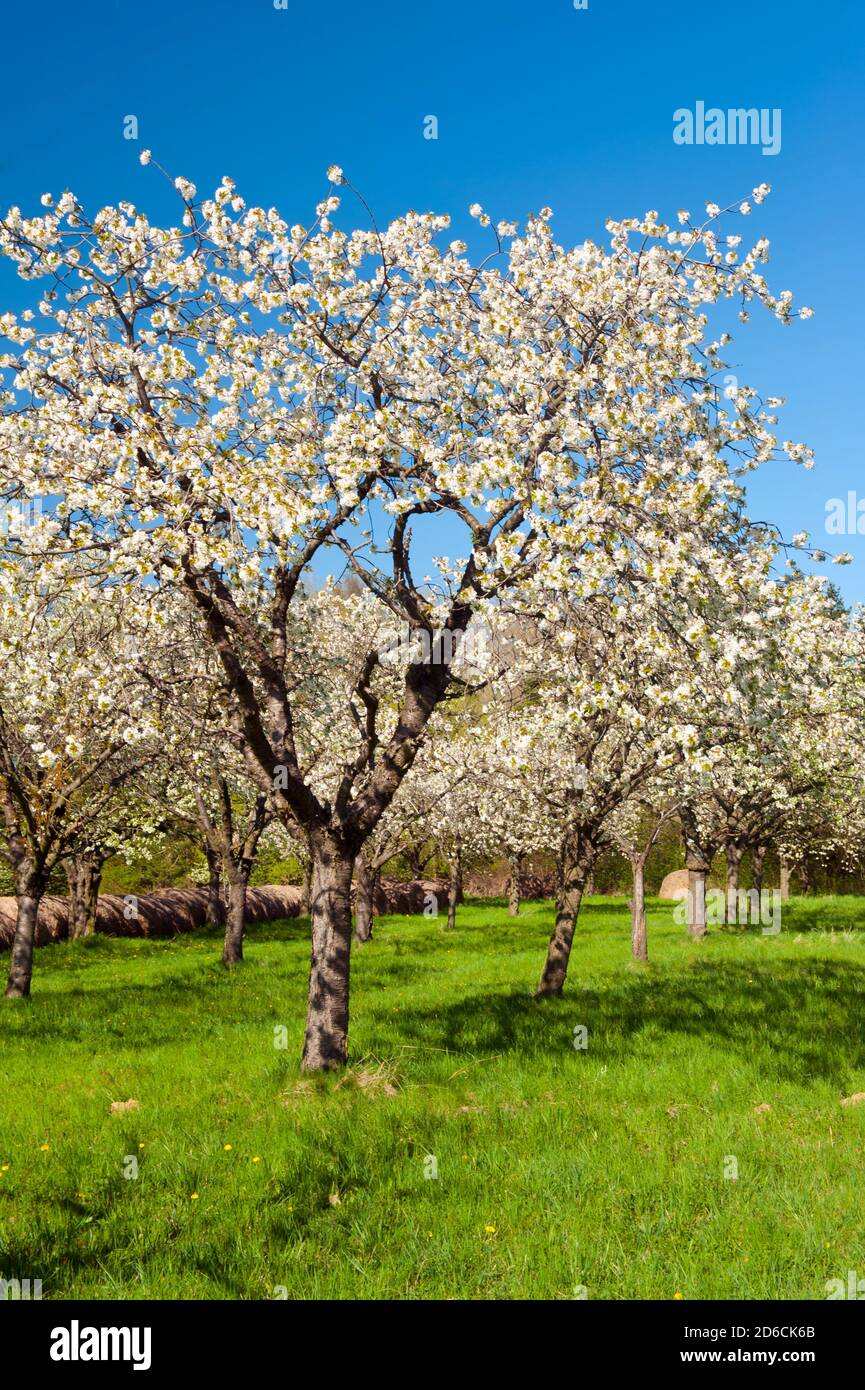 Apple Orchard in the middle of the spring season Stock Photo - Alamy