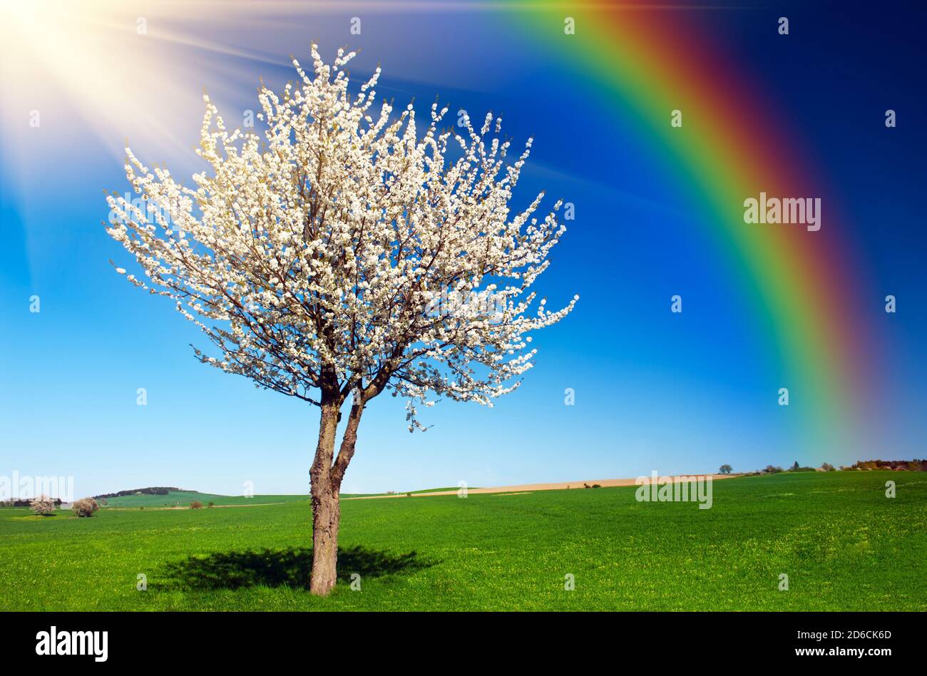 Lonely blooming apple tree in the green field with a blue sky, sun and ...