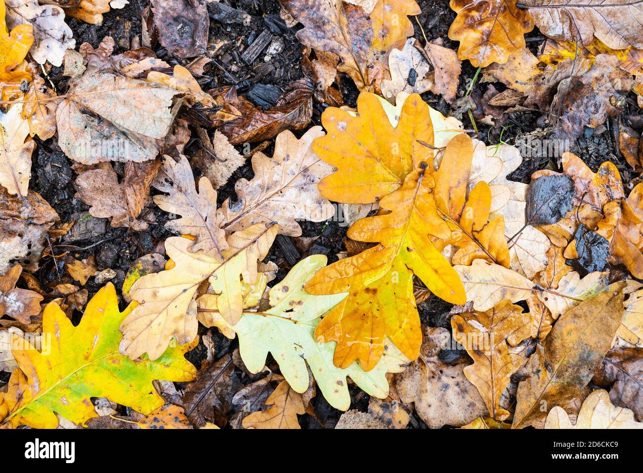 Burnt tree top hi-res stock photography and images - Alamy