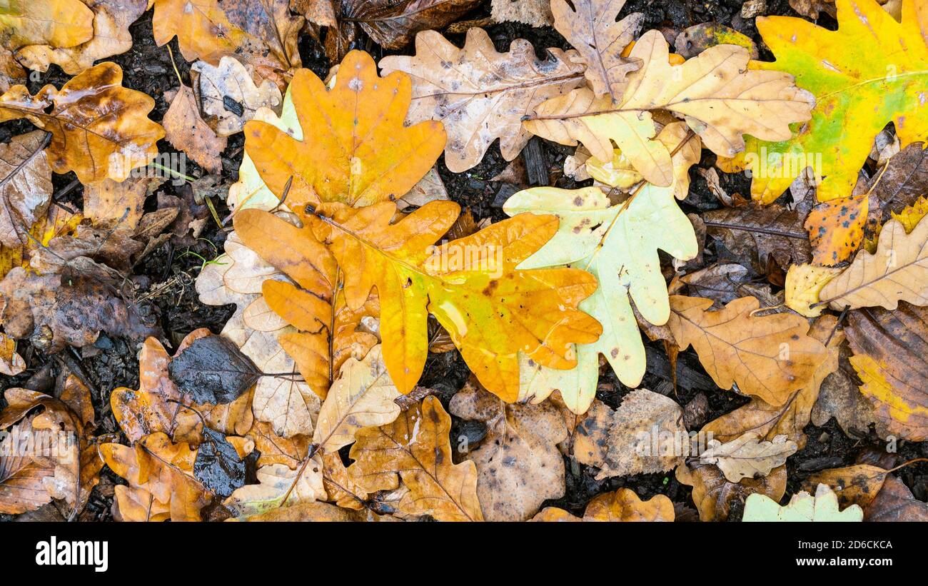 Burnt fallen tree hi-res stock photography and images - Alamy
