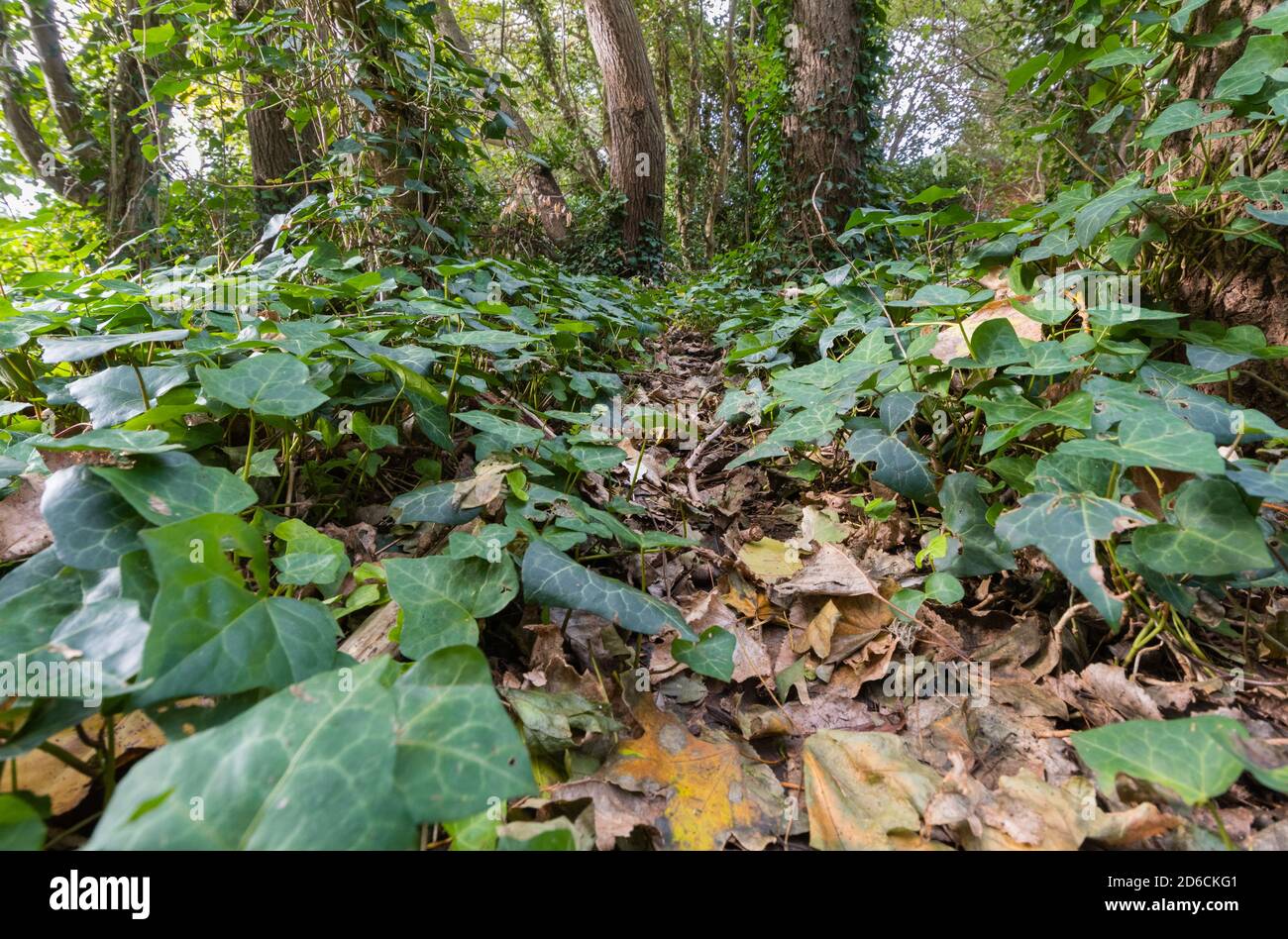 English ivy hi-res stock photography and images - Alamy