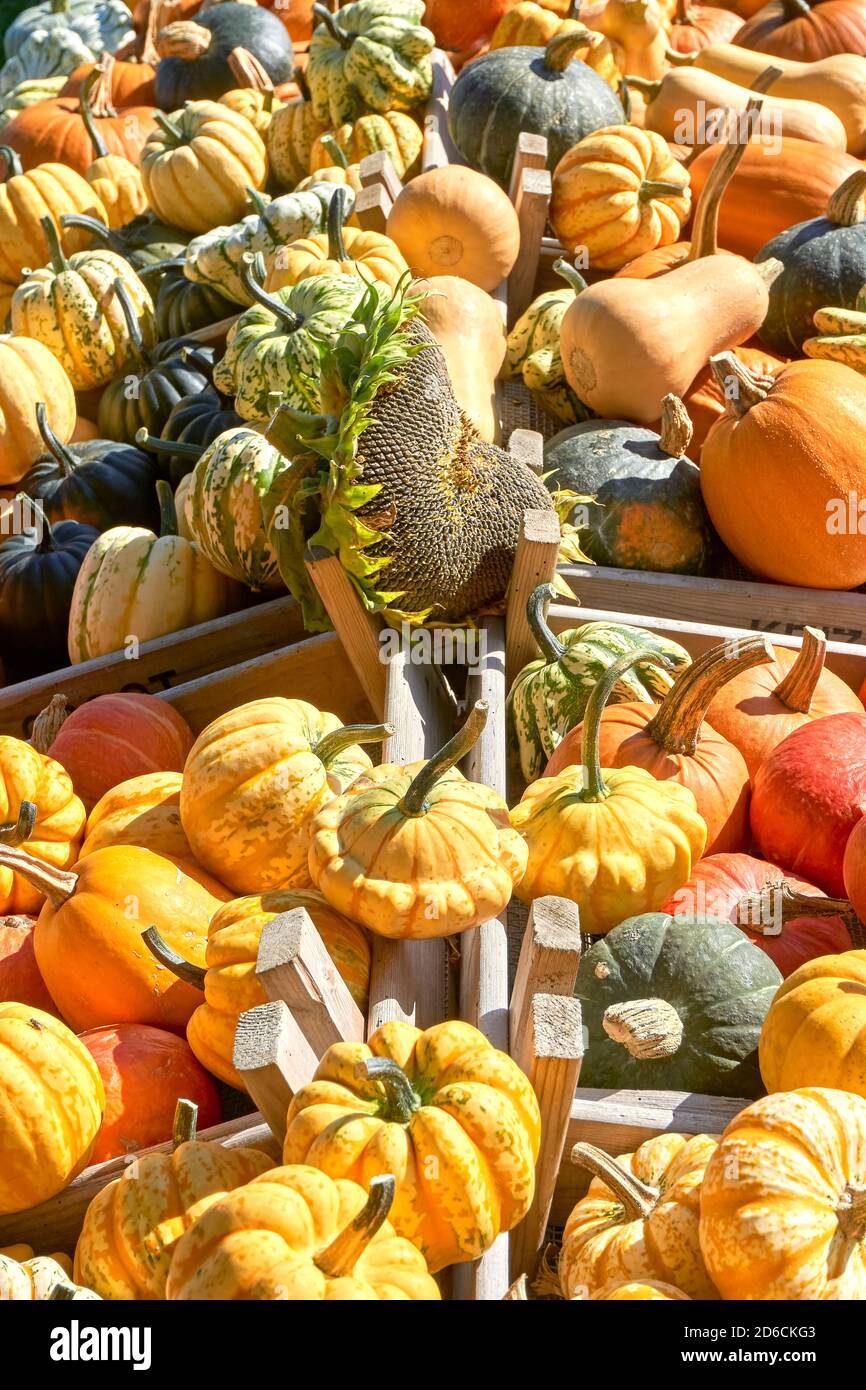 Gourds for sale at a farmers market in autumn. Various types, sizes and ...
