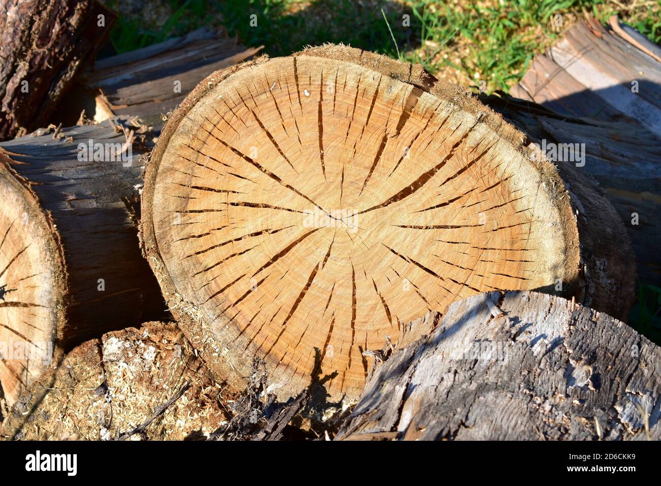 Pine tree cut wood background. Wood texture with sun light Stock Photo ...