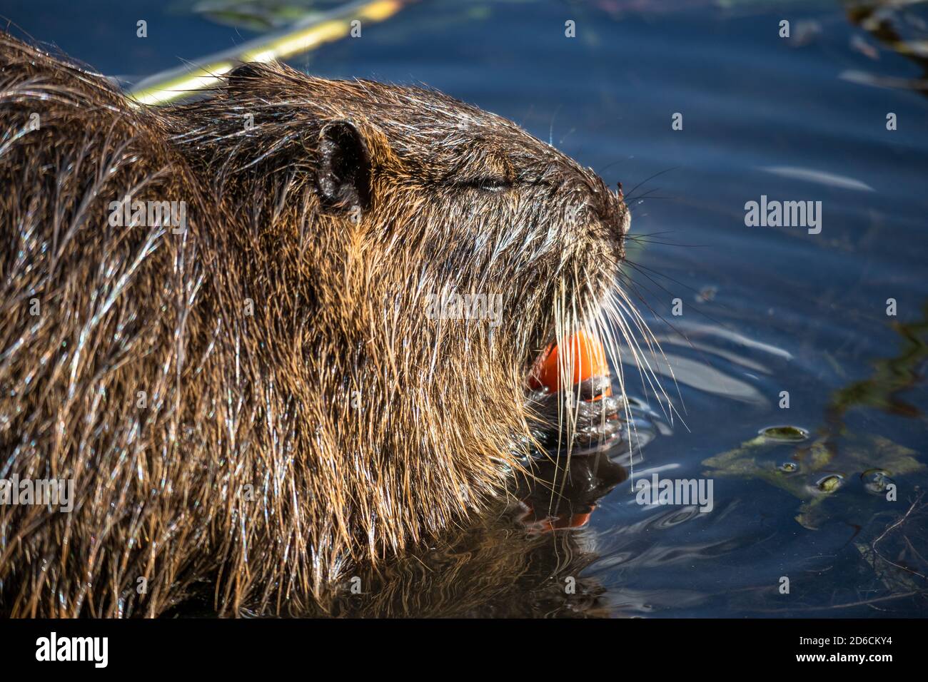 Cute nutria hi-res stock photography and images - Alamy