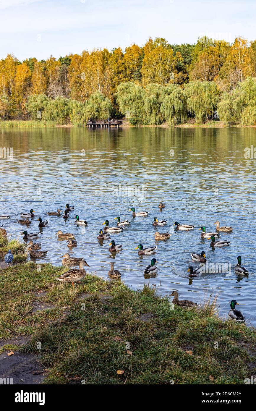 Ducks swim feed in forest hi-res stock photography and images - Alamy