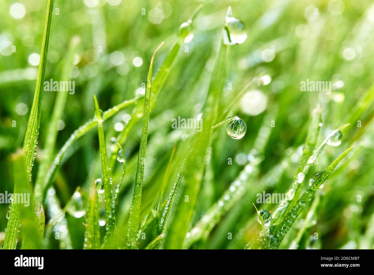 Grass With Dew Backgrounds