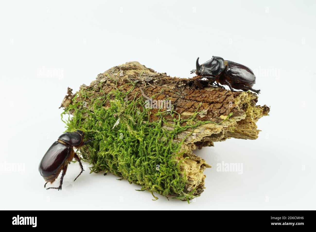 Hercules beetle female hi-res stock photography and images - Alamy