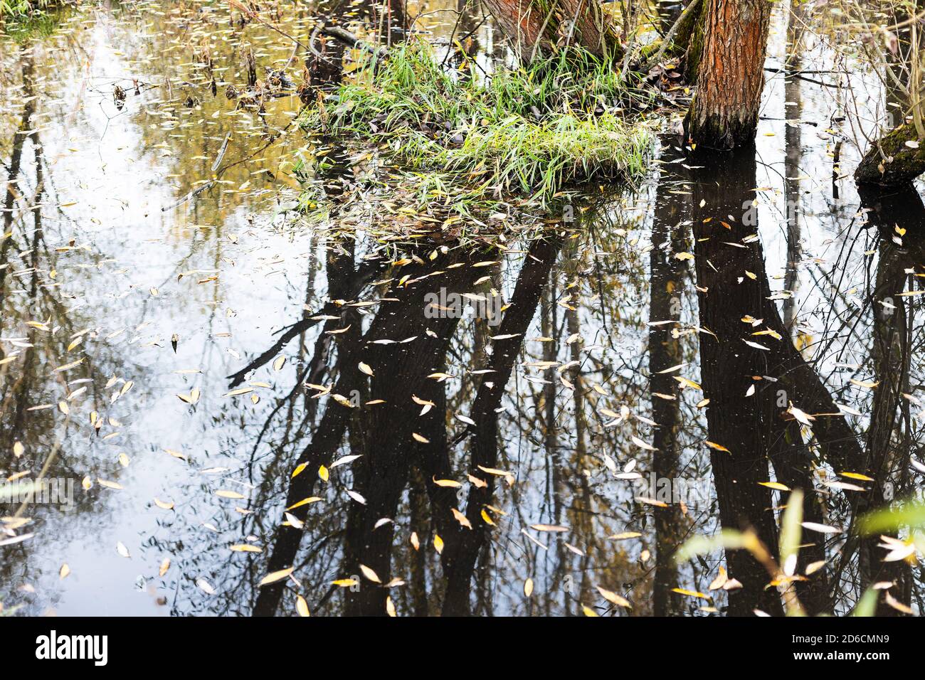 surface of swamp with fallen leaves floating on water and a hummock of ...
