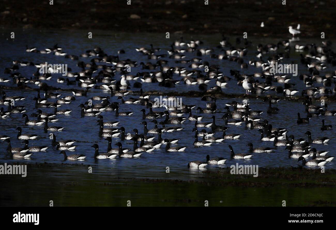 Annual count geese population hi-res stock photography and images - Alamy