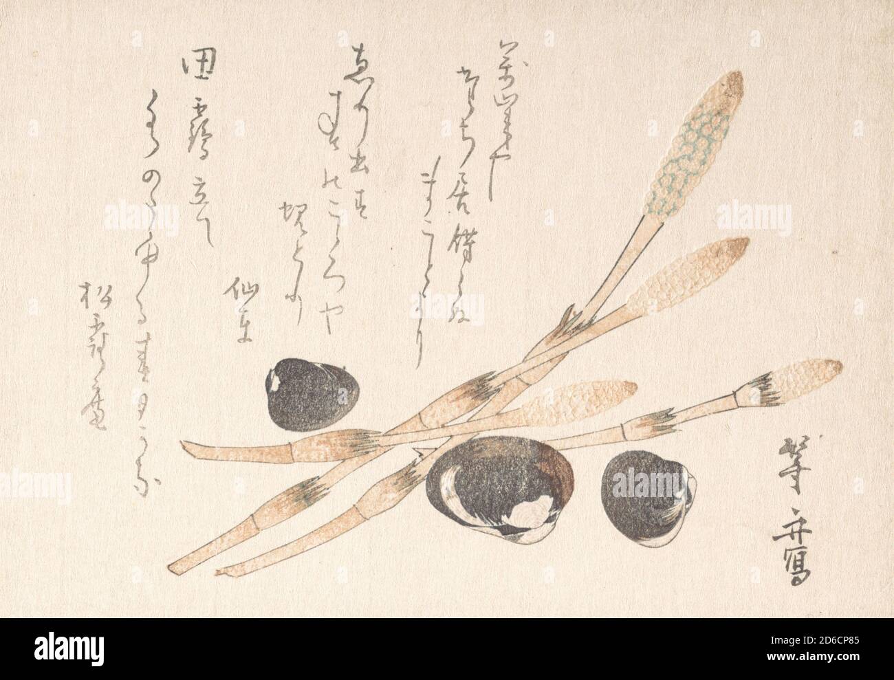 Shijimi shells hi-res stock photography and images - Alamy