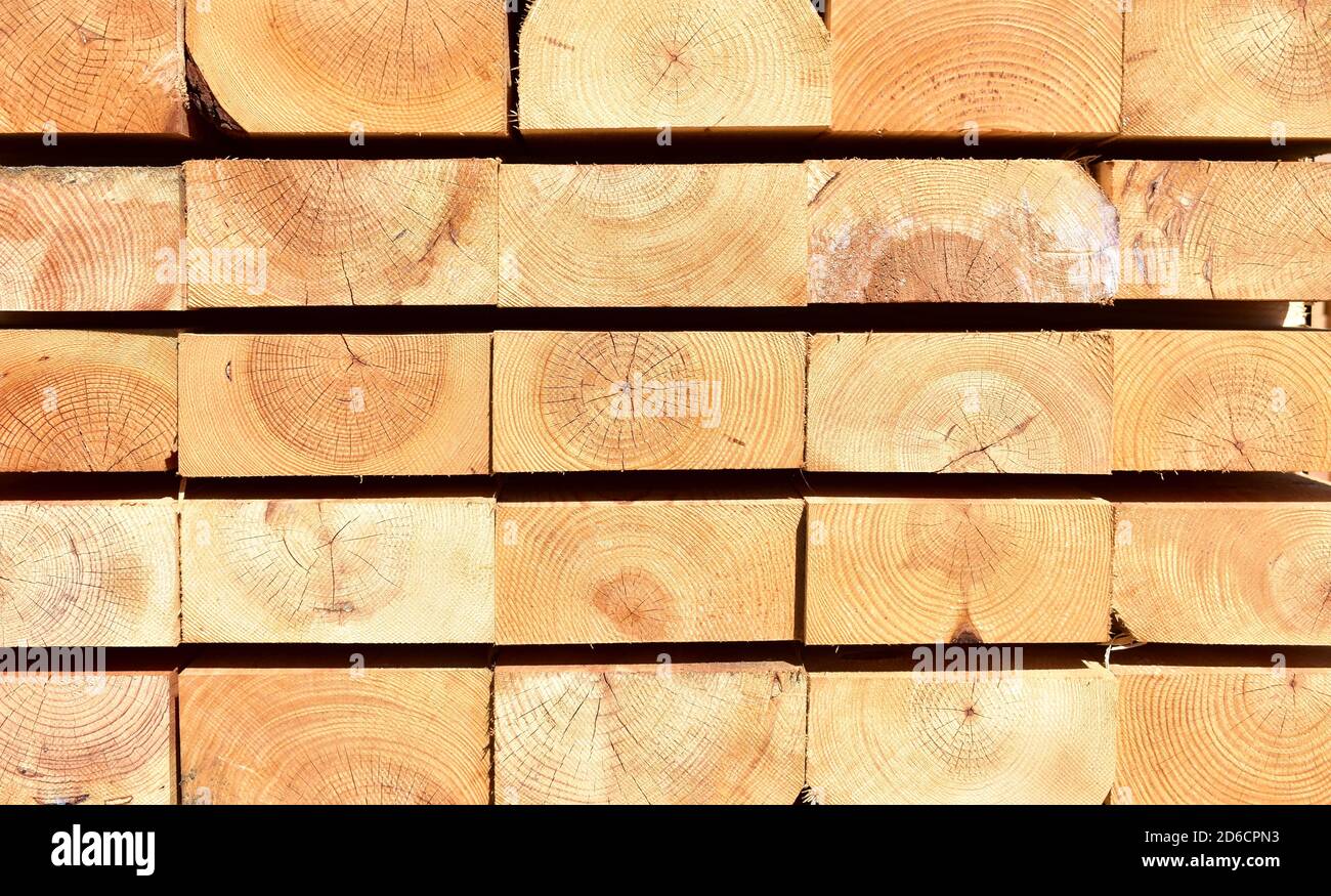 Pine tree cut wood background. Wood texture with sun light Stock Photo ...