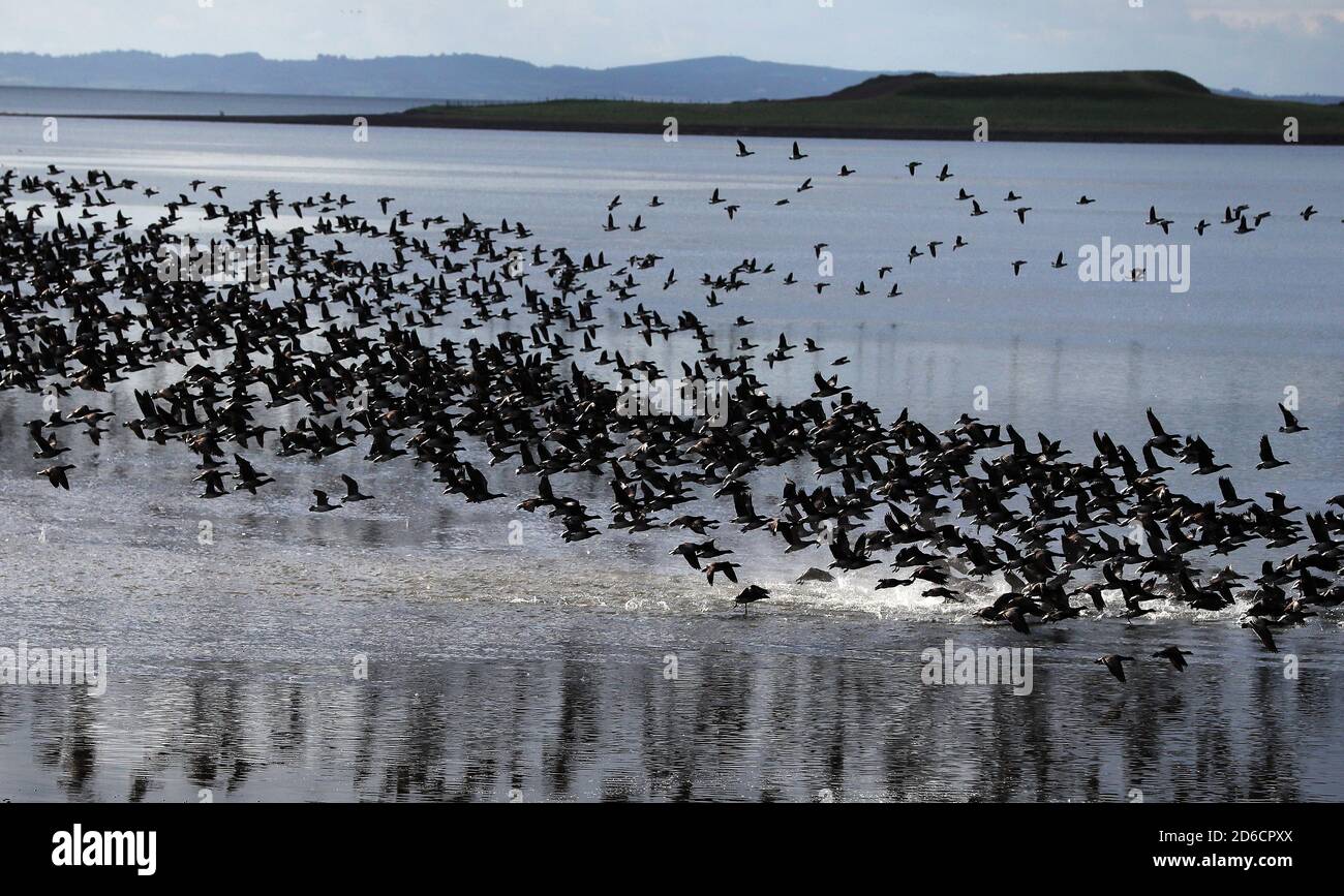 Annual count geese population hi-res stock photography and images - Alamy