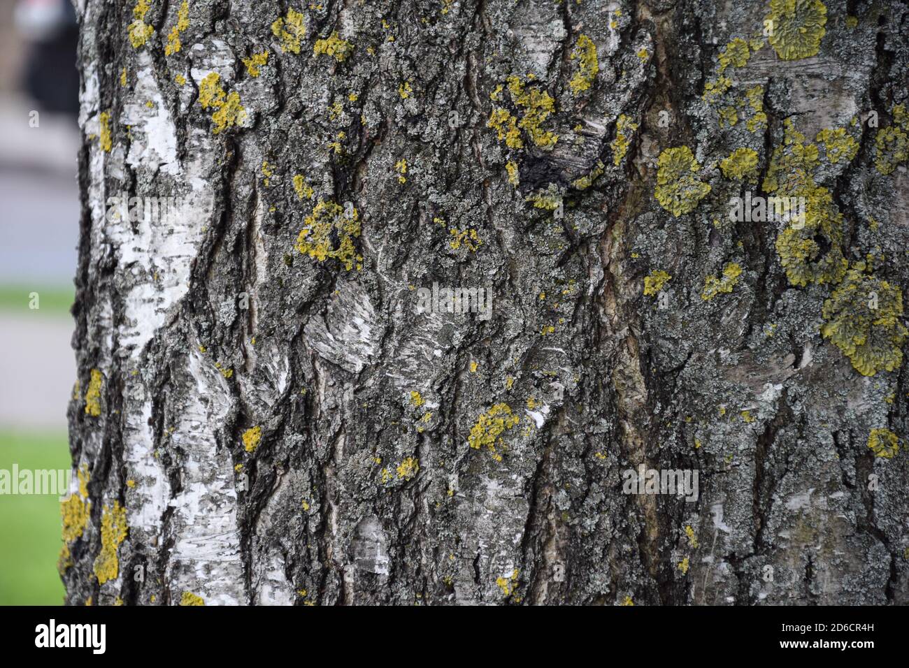 Old bark hi-res stock photography and images - Alamy
