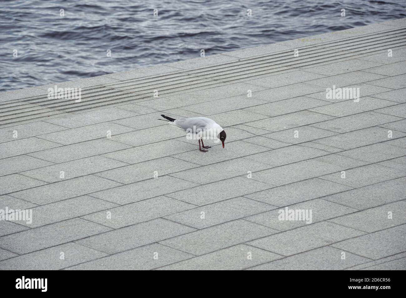 Bird fauna of europe hi-res stock photography and images - Alamy