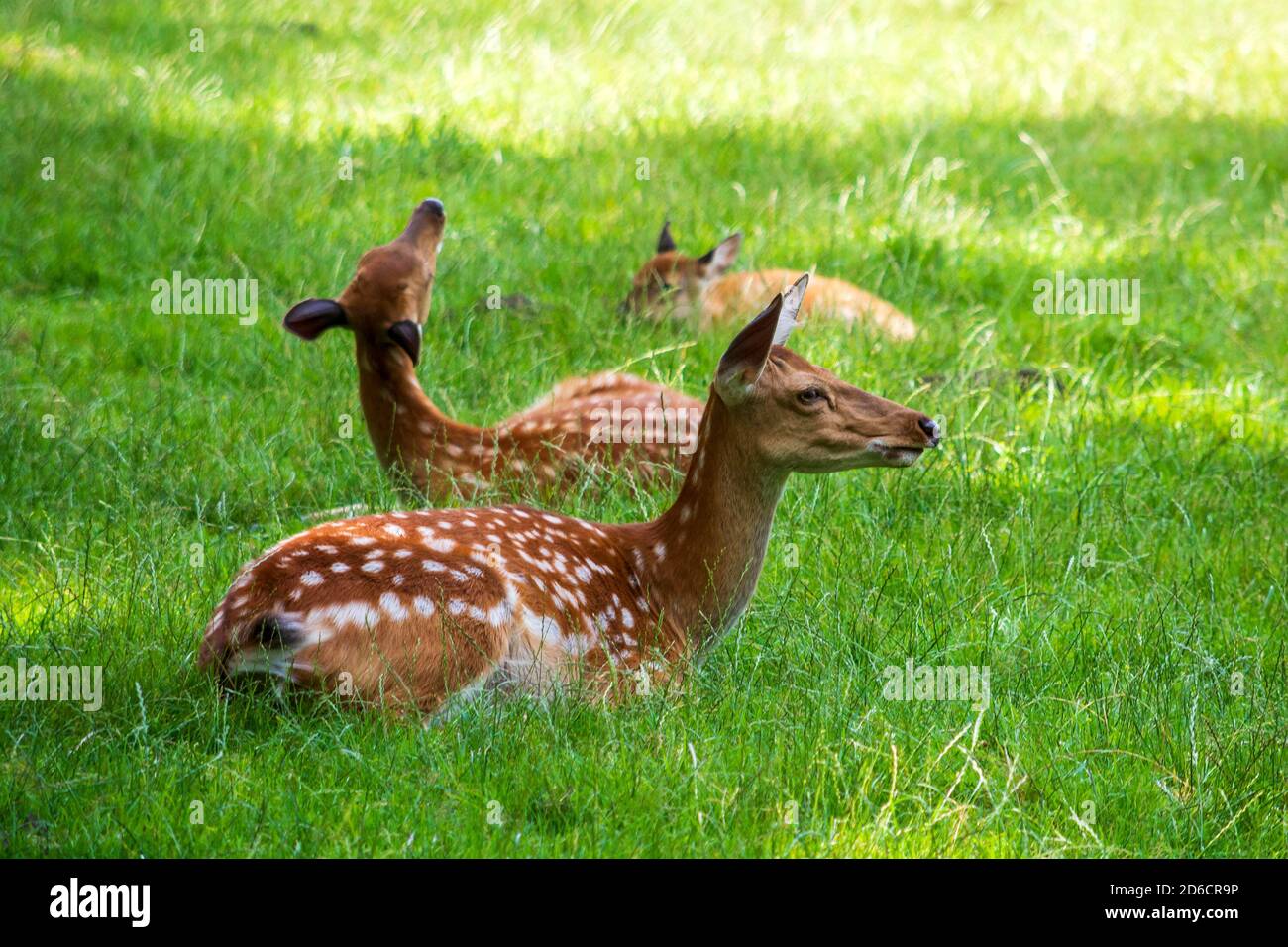 Roe deer lying in green field. Wildlife background Stock Photo - Alamy
