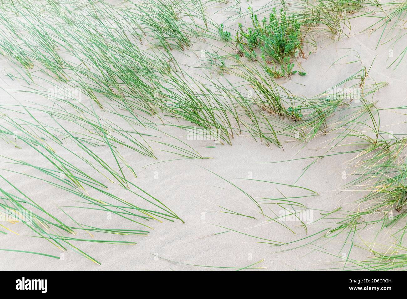 Sand dunes, Grass and sand detail Stock Photo - Alamy
