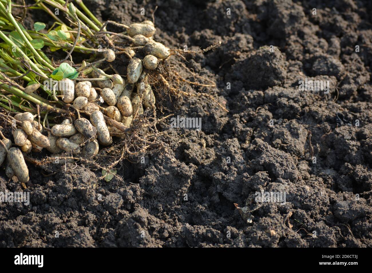 Fresh peanuts plants with roots Stock Photo - Alamy