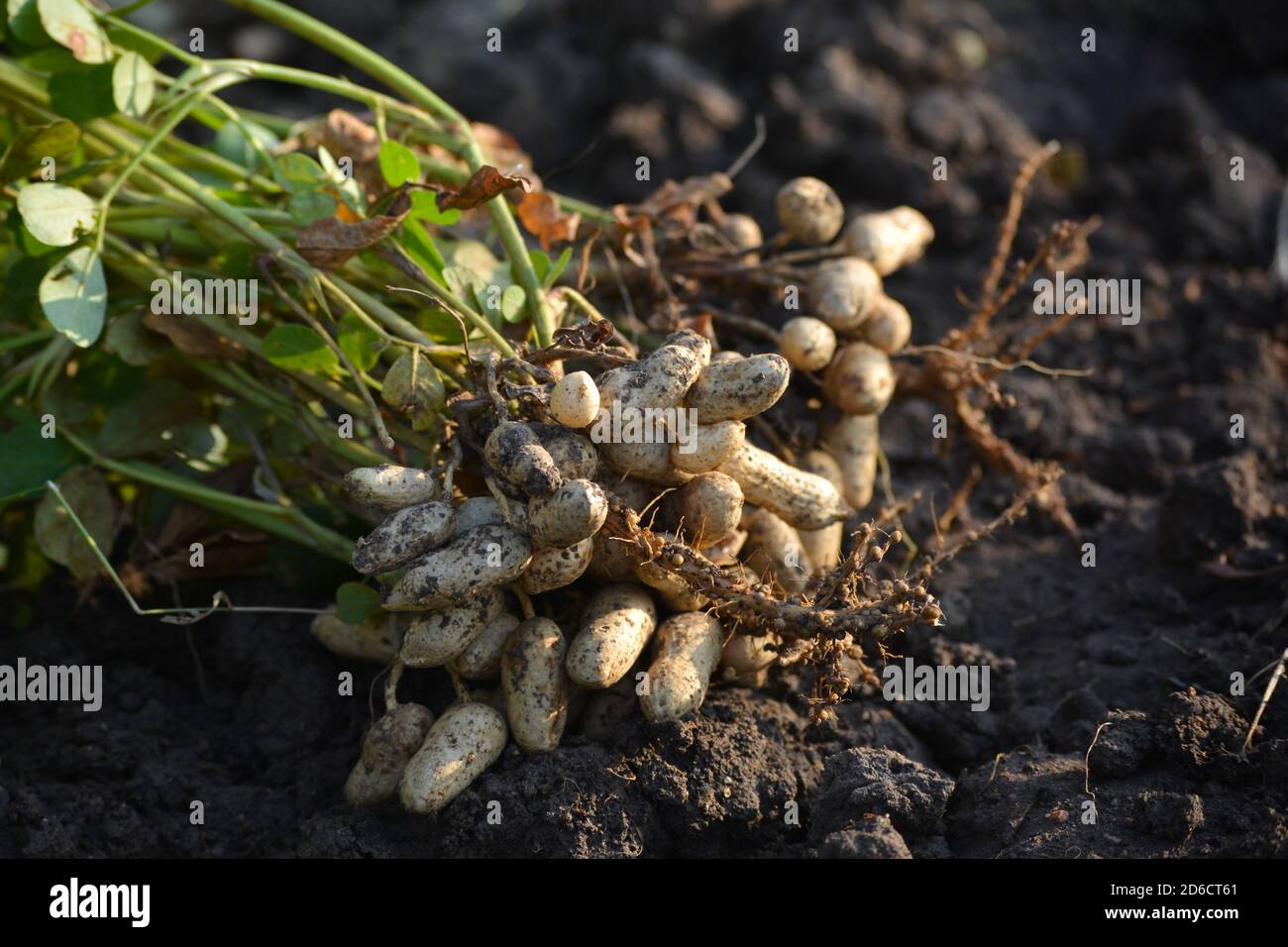 Fresh peanuts plants with roots Stock Photo - Alamy