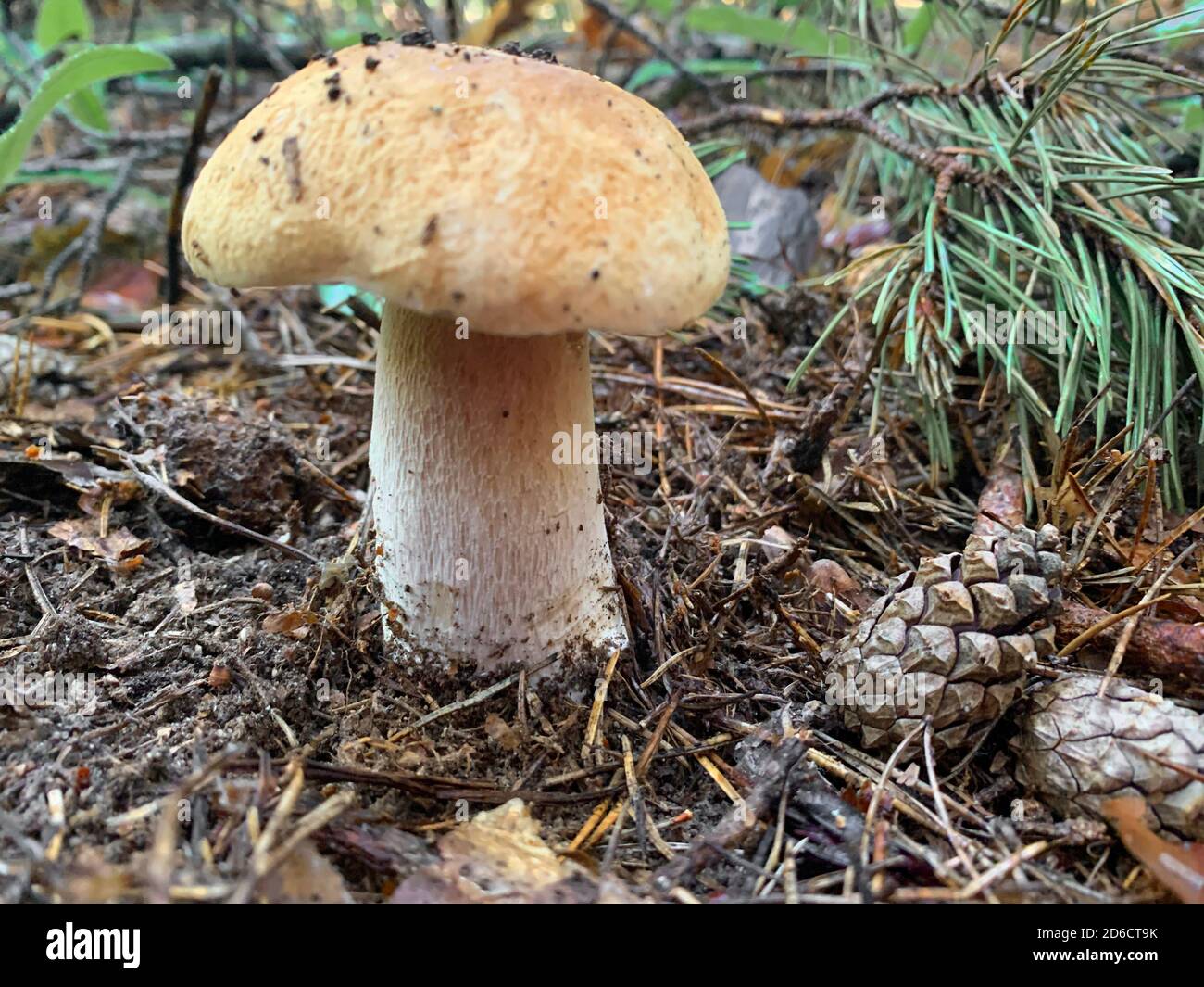 Edible mushroom white boletus grows in forest. Photo Stock Photo - Alamy