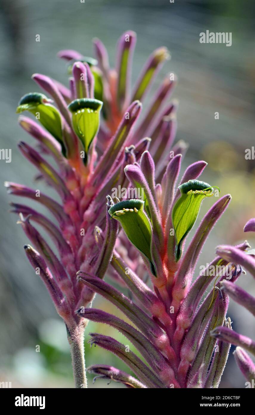 Colorful purple, green, pink Australian native Kangaroo Paw flowers ...