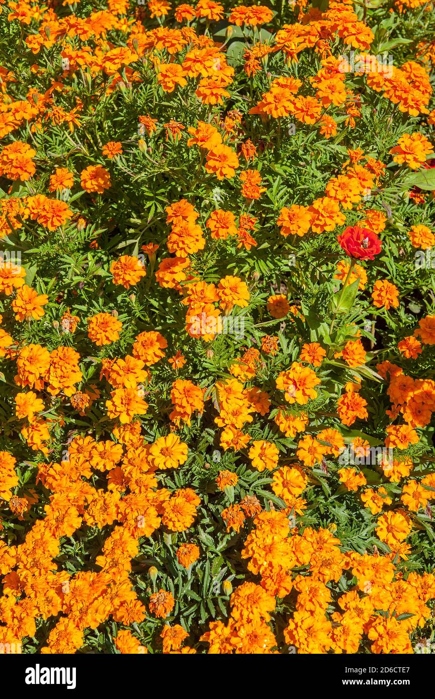 Floral background of blooming marigolds Stock Photo - Alamy