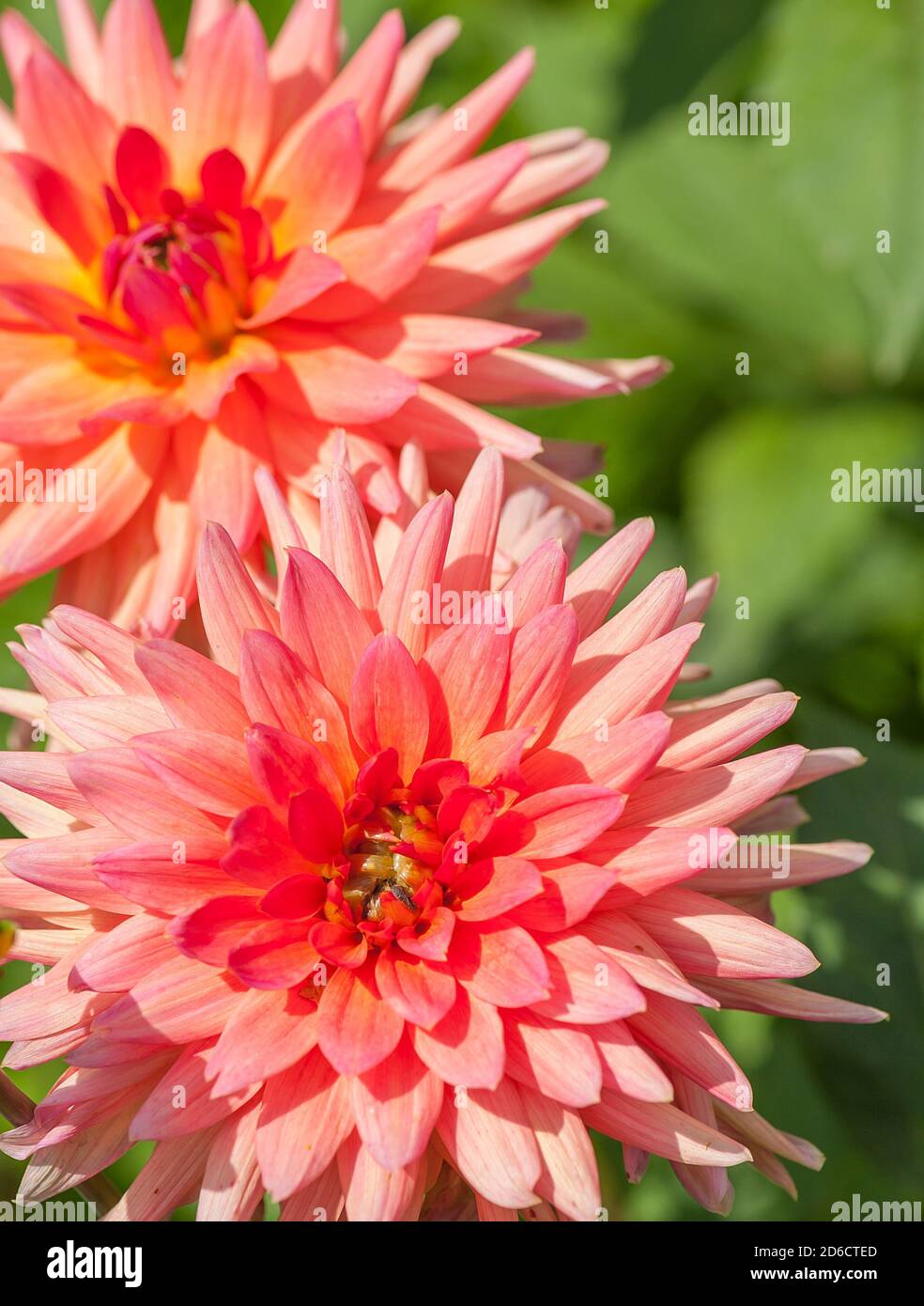 Georgina flower hi-res stock photography and images - Alamy