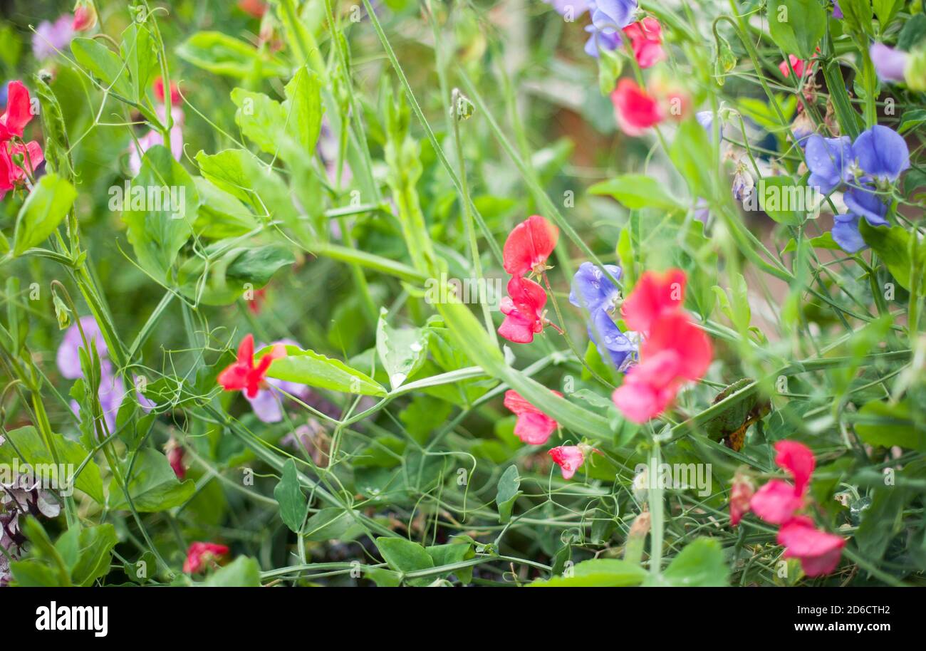 Sweet pea (Lathyrus odoratus) blooming in the garden Stock Photo - Alamy