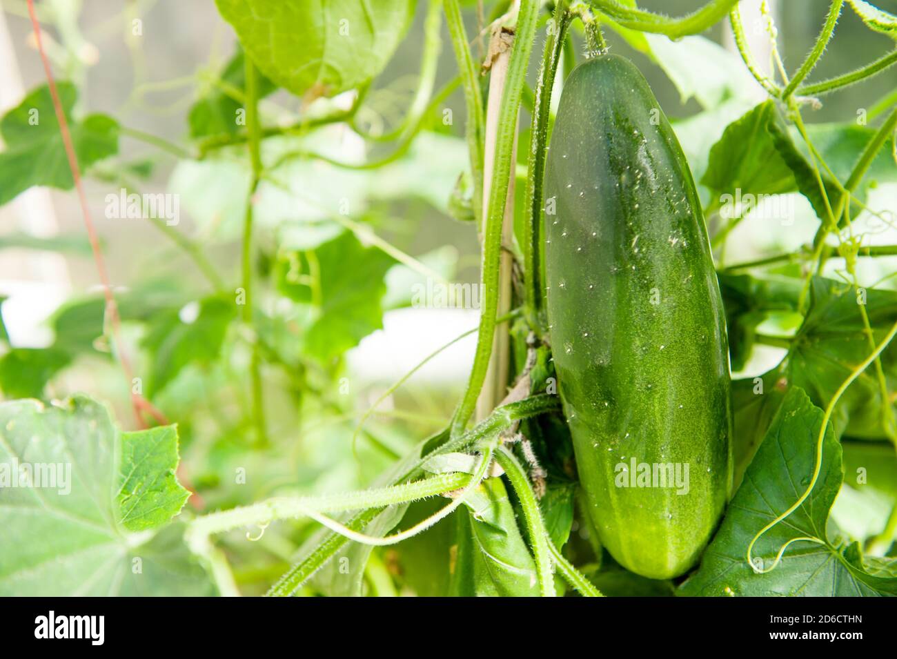Fresh cucumber growing in the garden Stock Photo - Alamy